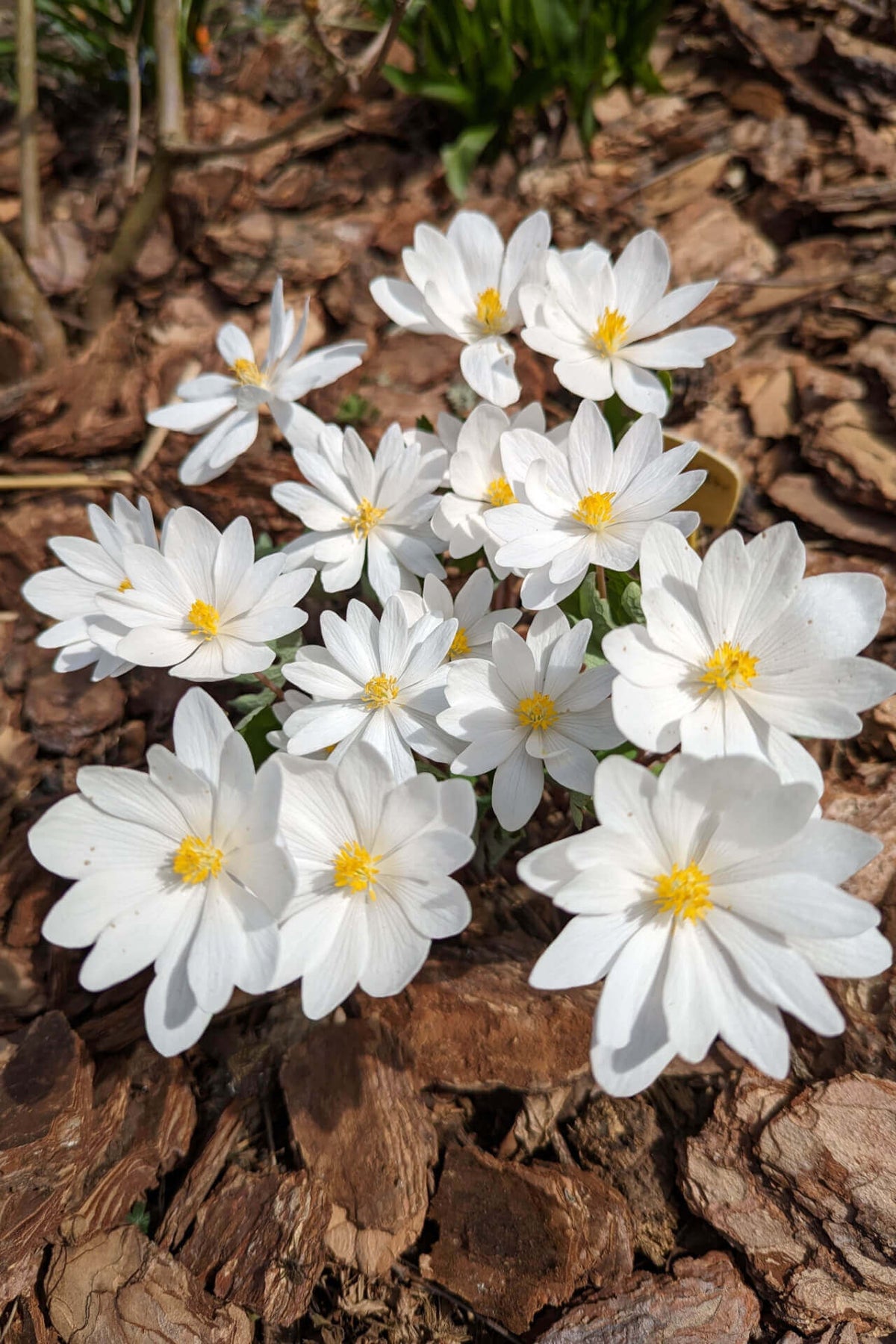 Blood Root Perennials For Sale | Buy Blood Root Wholesale