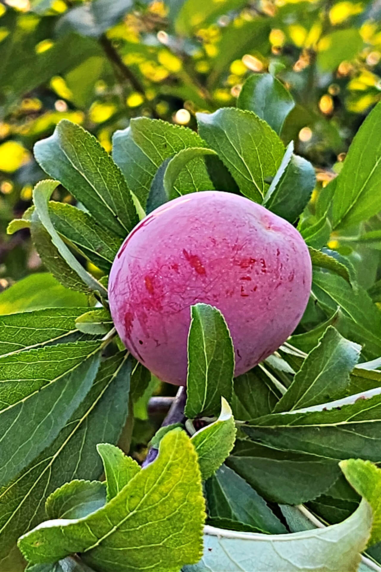 Buy Plum Trees Online | Fruiting Plum Trees | Wholesale