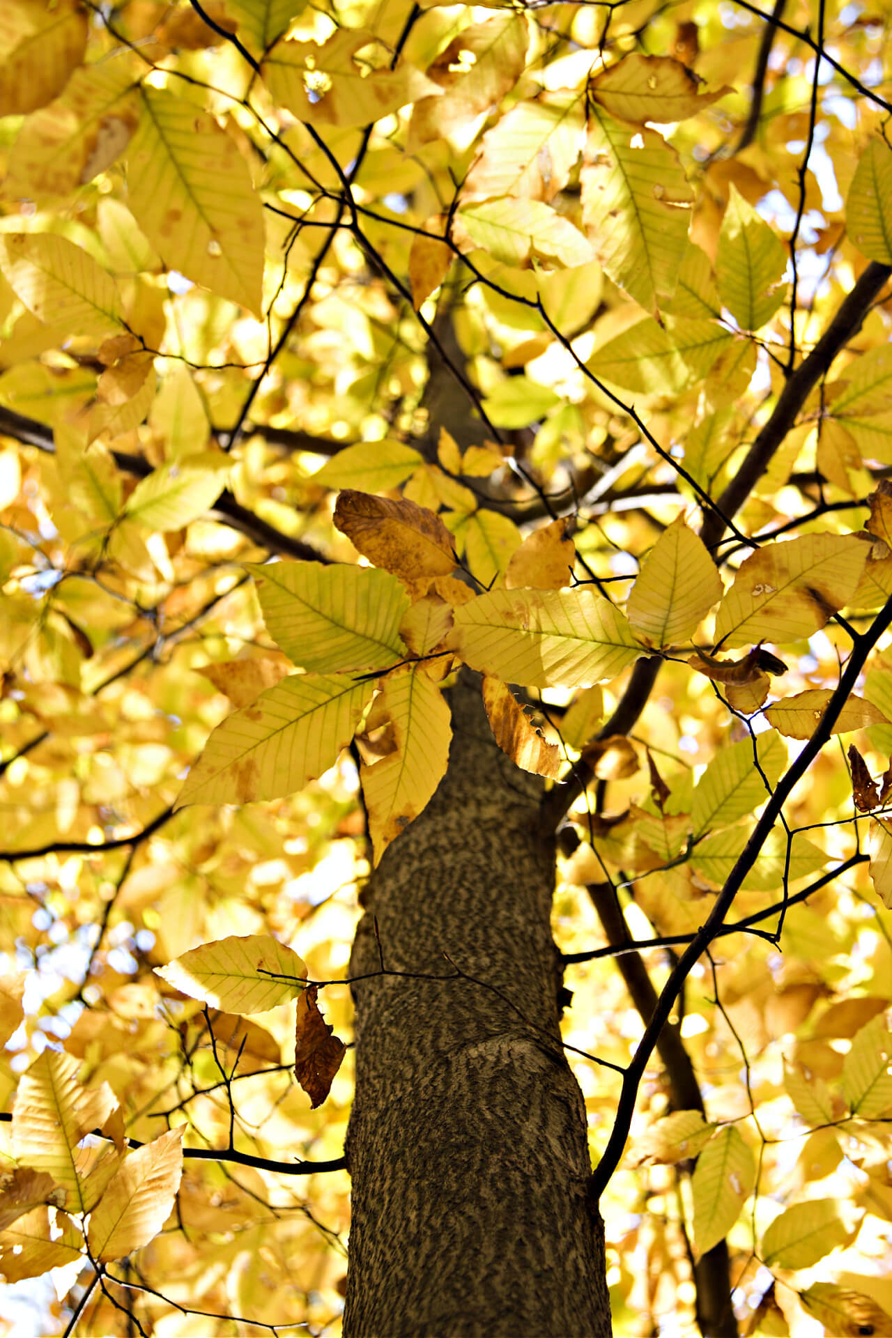 American Beech Seedlings For Sale | Buy American Beech Seedling Wholesale