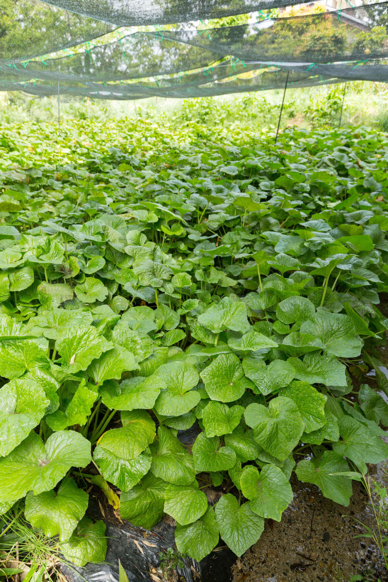 Wild Ginger Plants For Sale | Buy Wild Ginger Plants Wholesale
