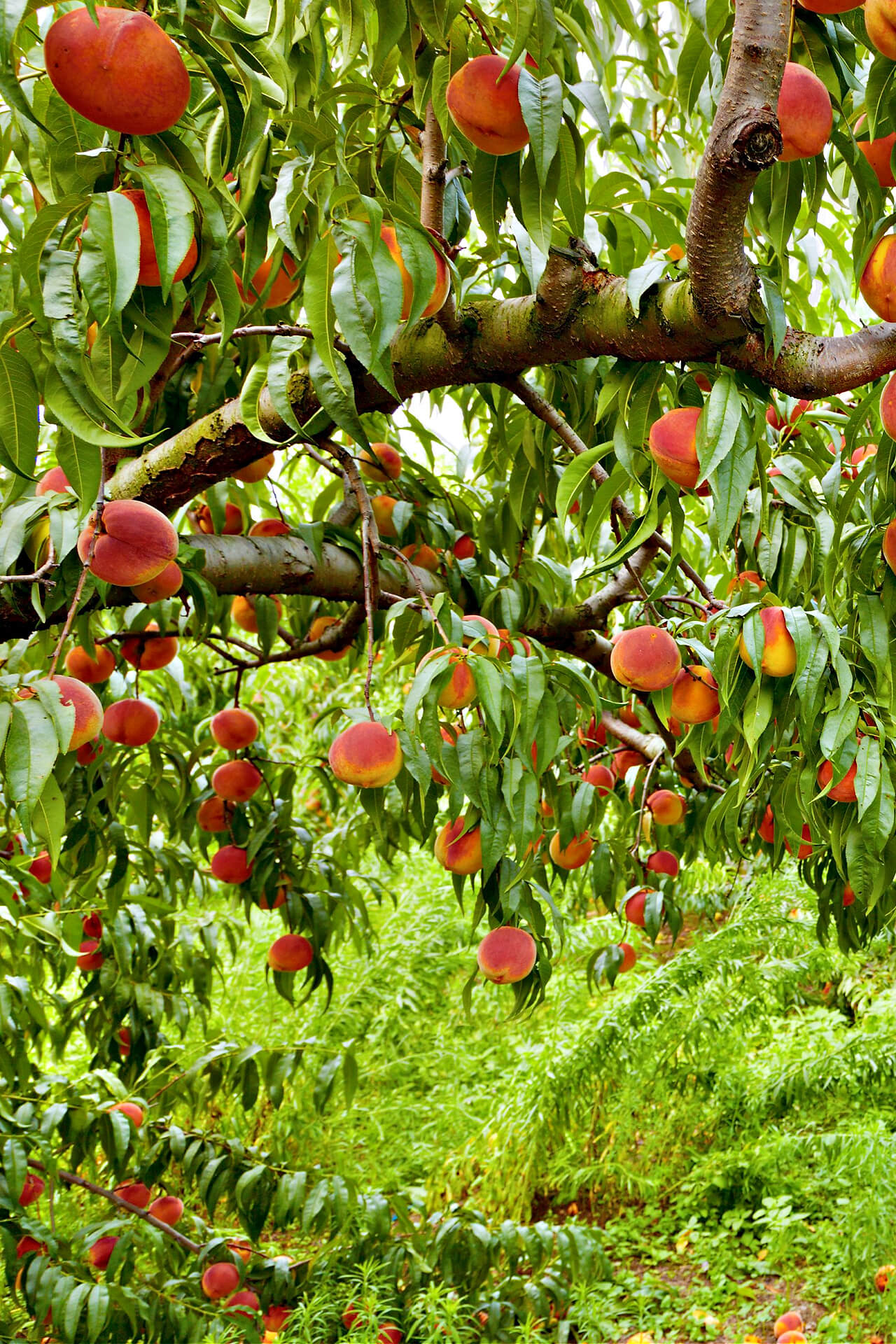 Peach Trees Wholesale