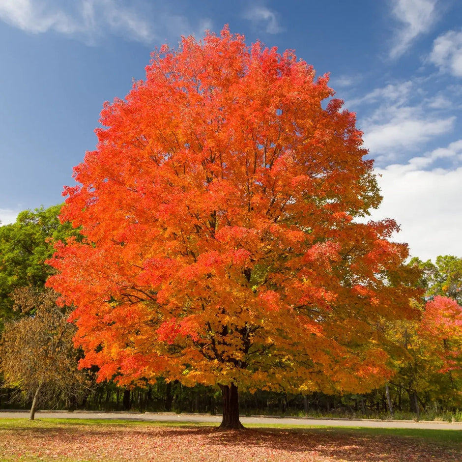 Wholesale Trees for Sale | Affordable Landscaping Options – Tennessee ...