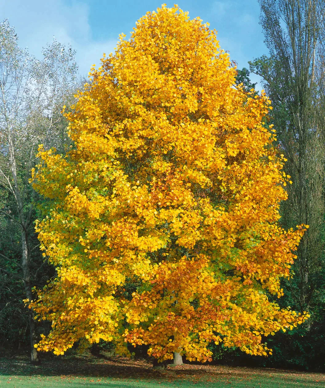 Tulip Poplar Trees For Sale | Buy Tulip Trees Wholesale