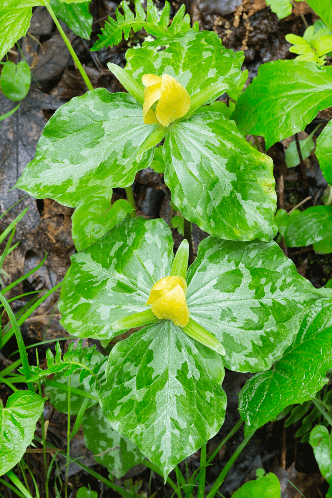 Yellow Trillium For Sale Online | Buy Trillium Leutum Wholesale