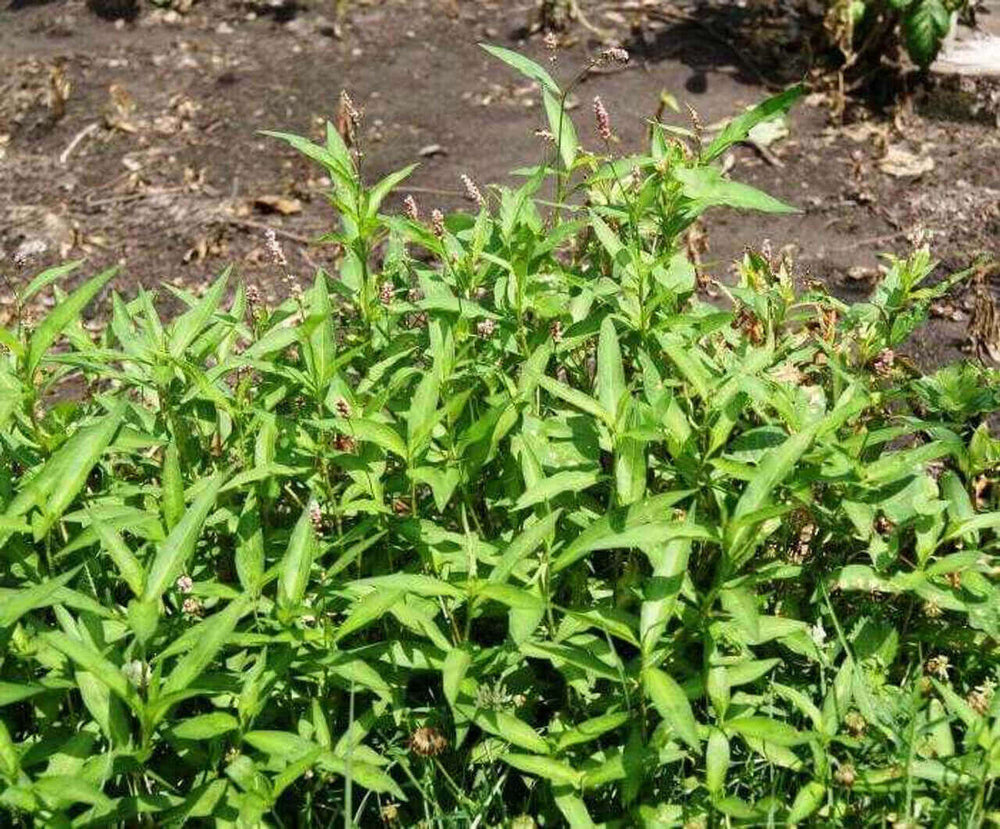 Pennsylvania Smartweed | Buy Smartweed Wholesale