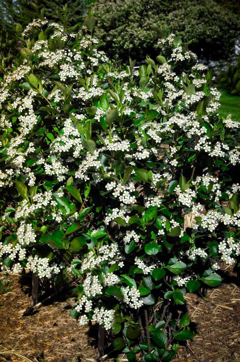 Black Chokeberry Plants For Sale | Buy Black Chokeberry Bush Wholesale