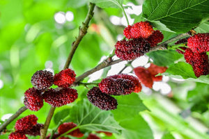 Mulberry Trees For Sale | Buy Mulberry Trees Wholesale