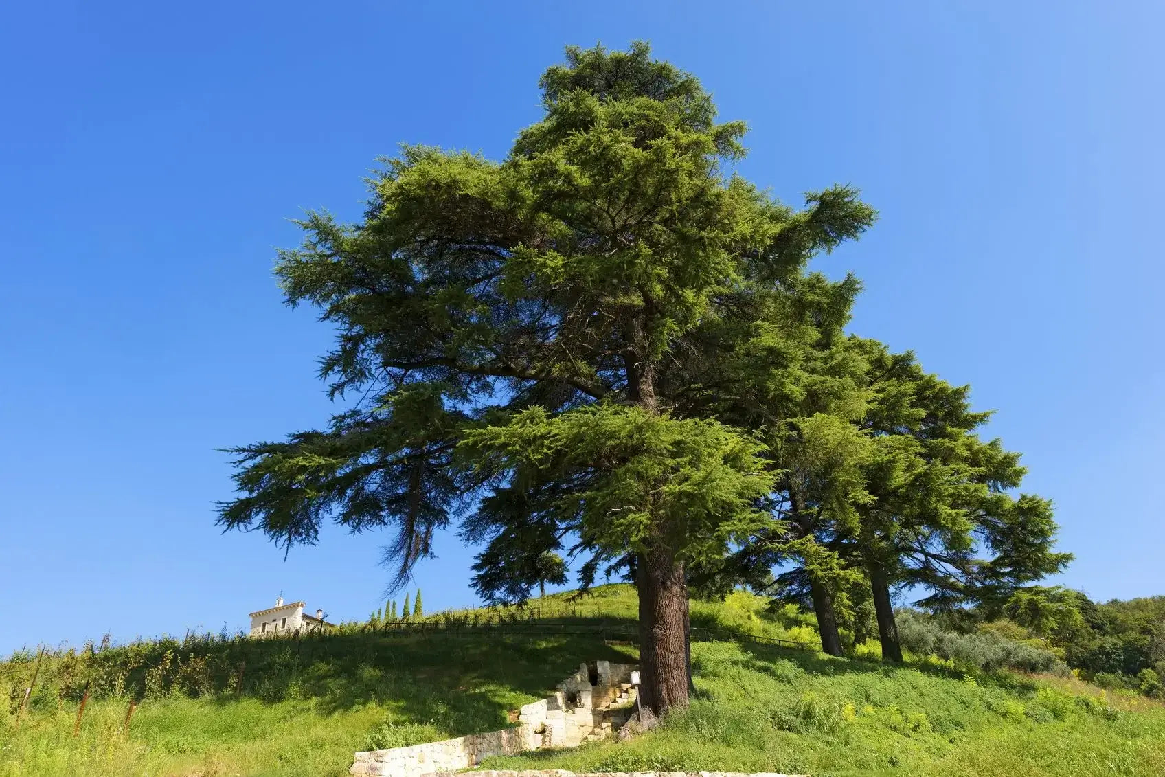 Eastern Red Cedar Tree For Sale | Buy Eastern Red Cedar Tree Wholesale