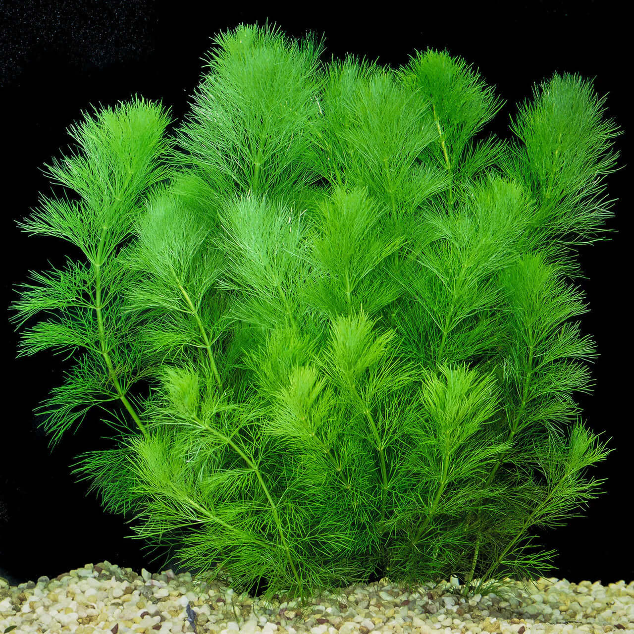 Coontail Plants For Sale | Tennessee Wholesale Nursery