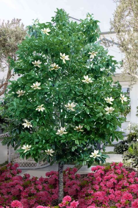 Sweet Bay Magnolia Wholesale