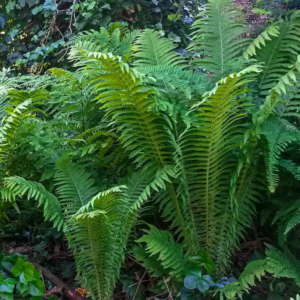 Ferns For Sale | Buy Fern Plants Online | Tennessee Wholesale Nursery